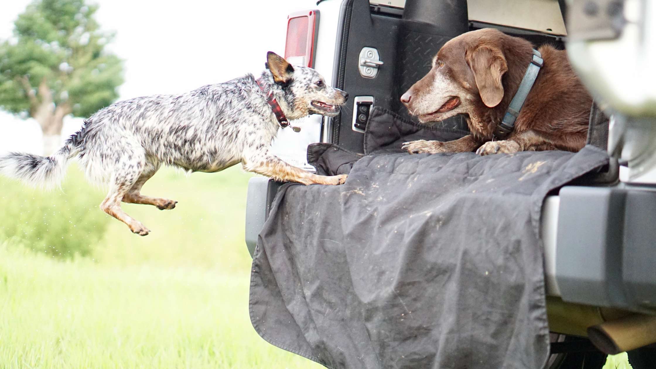 How Do Bumper Protectors Help With Dogs? Practical Benefits and Real U ...